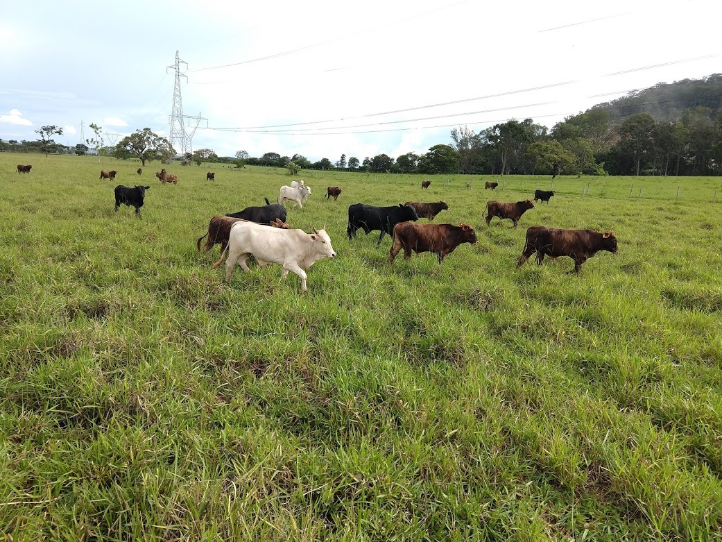 Importância da Medição de Forragem – Pasto com Ciência